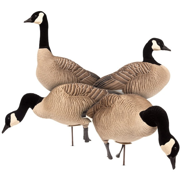 DSD Maximas Full Body Goose Decoys 4-Pack - Canadian Waterfowl Supplies
