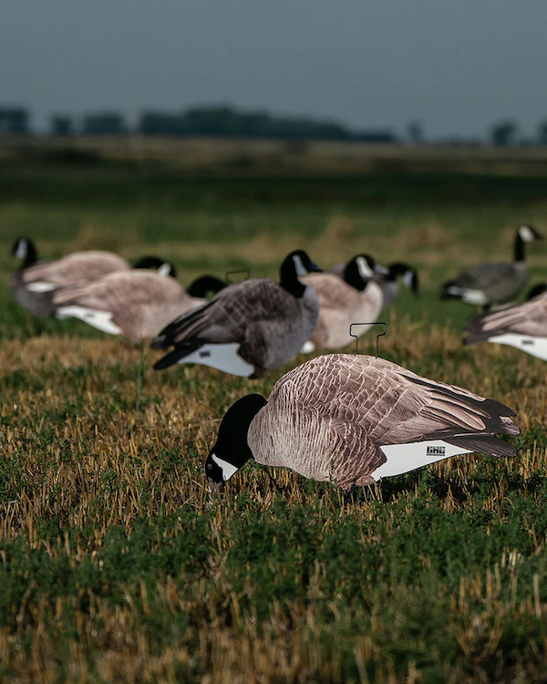 Greenhead Gear Pro Grade Canada Goose Silhouette Decoys - Canadian ...