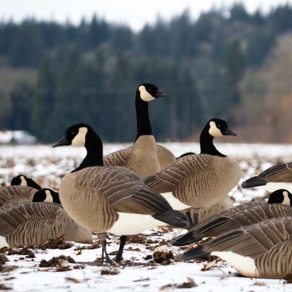 DSD Maximas Full Body Goose Decoys 4-Pack - Canadian Waterfowl Supplies