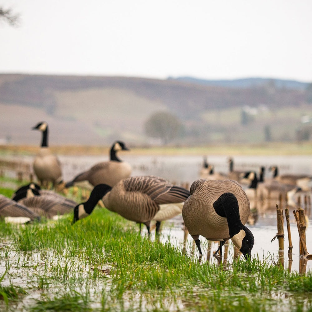 DSD Maximas Full Body Goose Decoys 4-Pack - Canadian Waterfowl Supplies