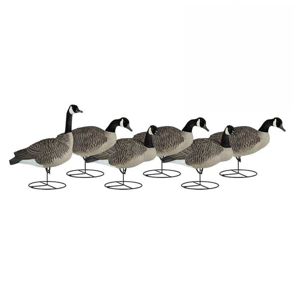 Dakota Decoy Signature Series Canada Goose Upright Decoys - Canadian ...