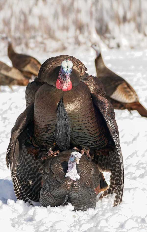 Dave Smith Decoys 3/4 Strut Jake White Faced - Canadian Waterfowl Supplies