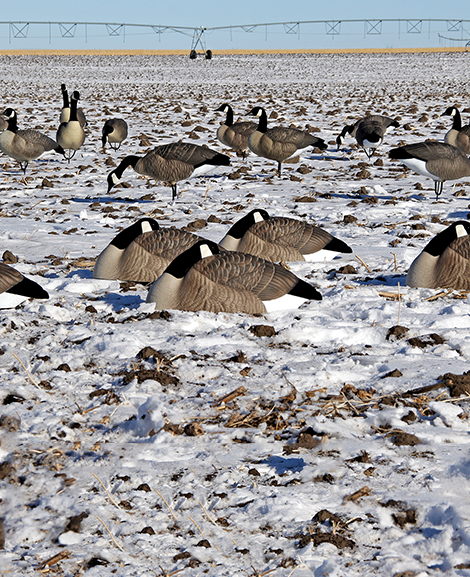 Goose Decoys - Canadian Waterfowl Supplies